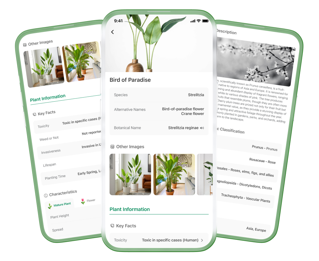 Identify My Plant Now